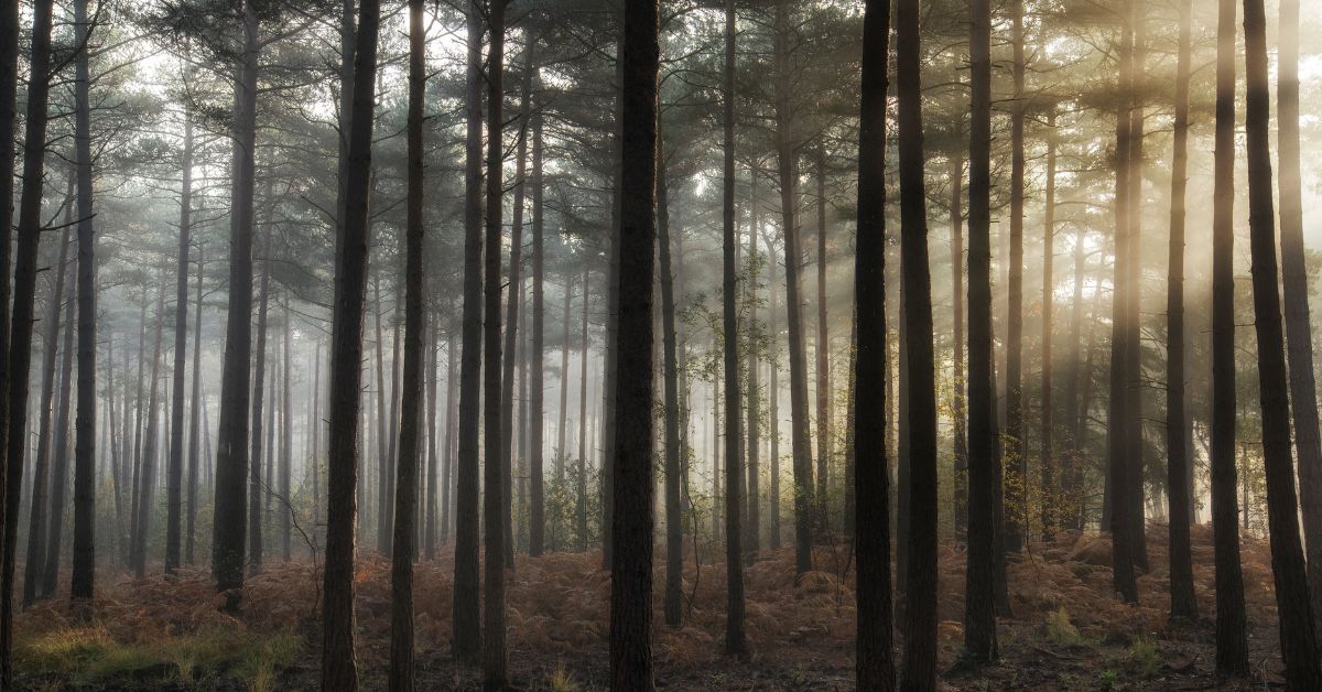 Incredible Pine Forest Locations in Thailand | Film Thailand